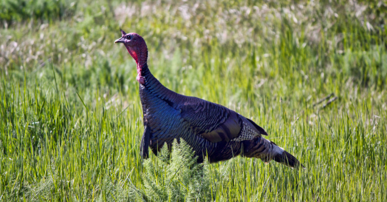 The Wild Turkey: A Conservation Success | Modern Conservationist