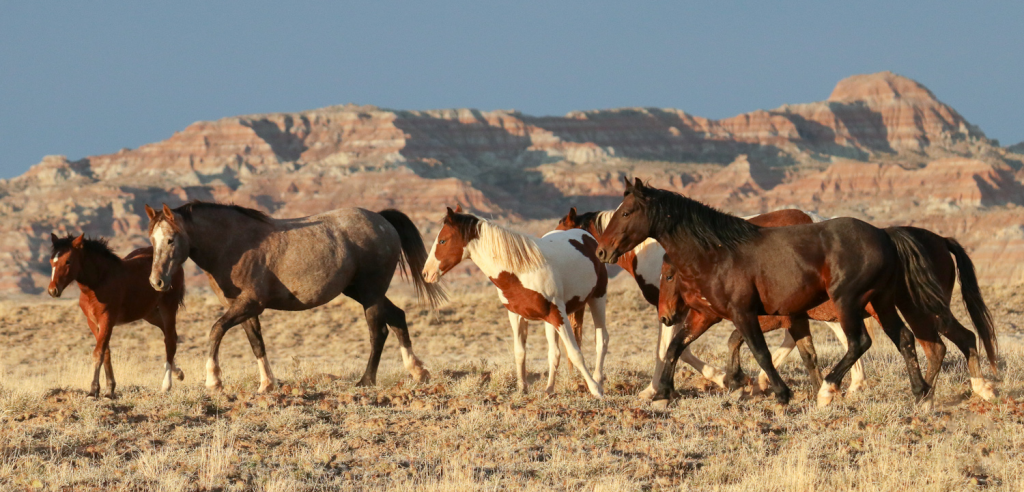 The Wild West: In the Management of Wild Horses, Passions, Priorities ...