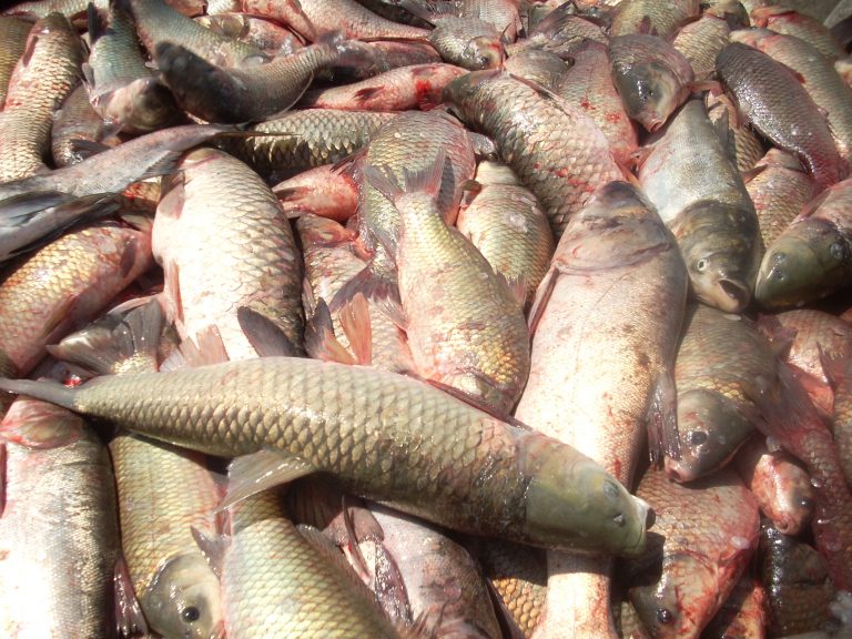 Mark Morgan Encourages People to Eat MO Carp: Powdering Is Mizzou ...